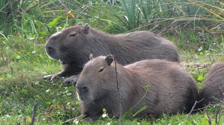 Capybara, Care, Housing, Diet, Behavior and Facts - Cherishapet
