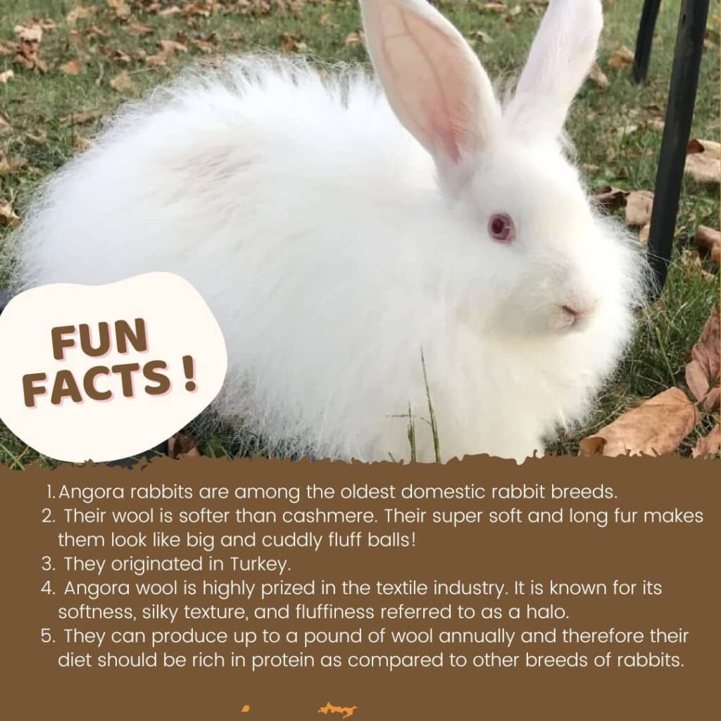 Everything You Need to Know About Angora Rabbits - Cherishapet